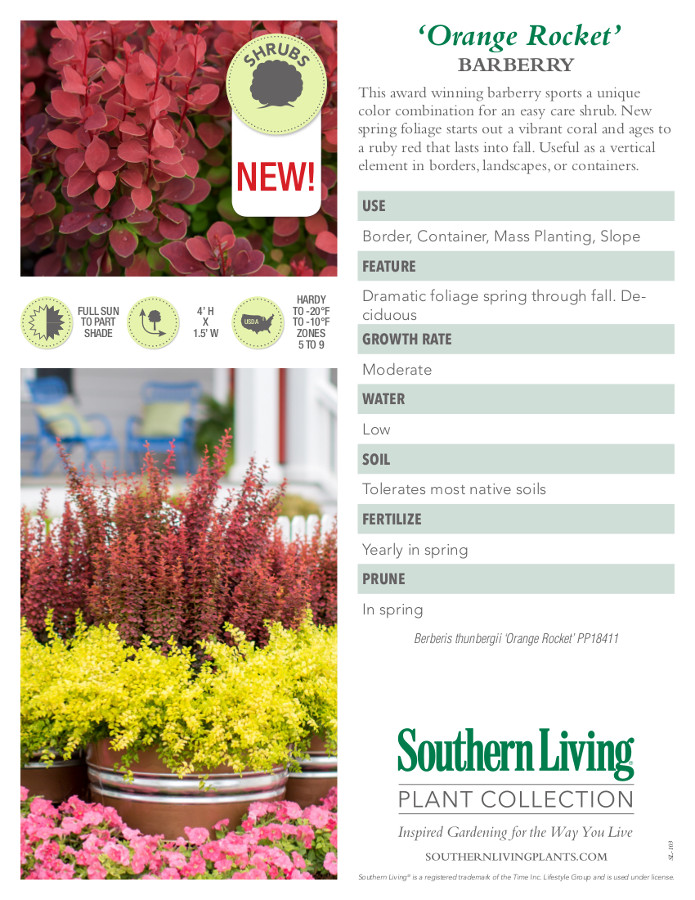 Orange Rocket Barberry Shrubs | PlantAddicts.com