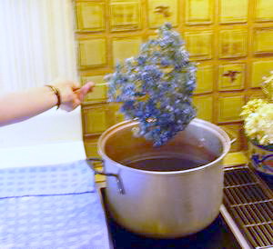 Dyeing Hydrangeas | Plant Addicts